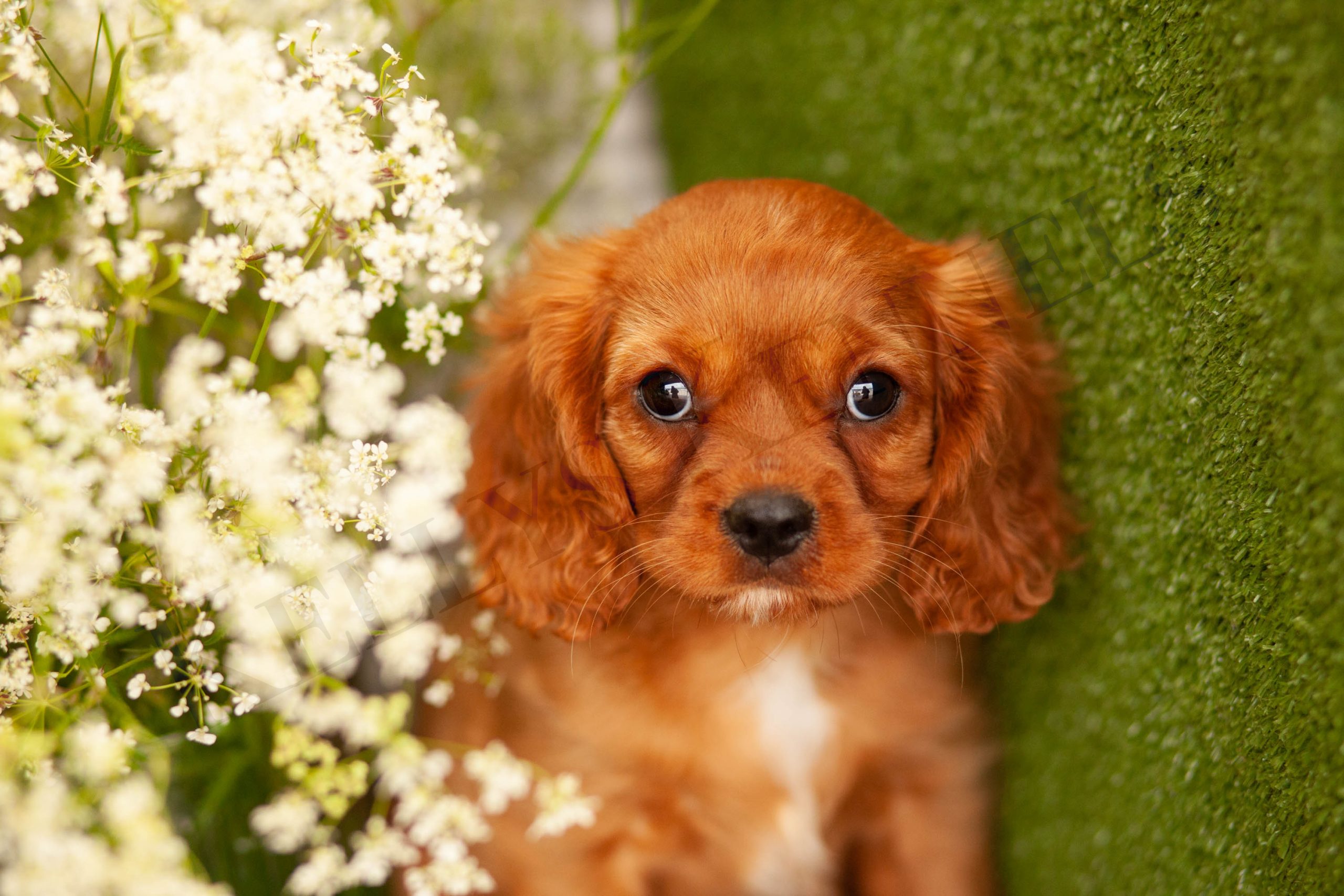 Affectionate Cockaliers – Kellys Kennels