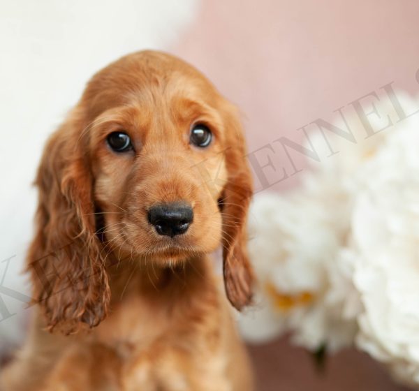 Cocker Spaniels – Kellys Kennels