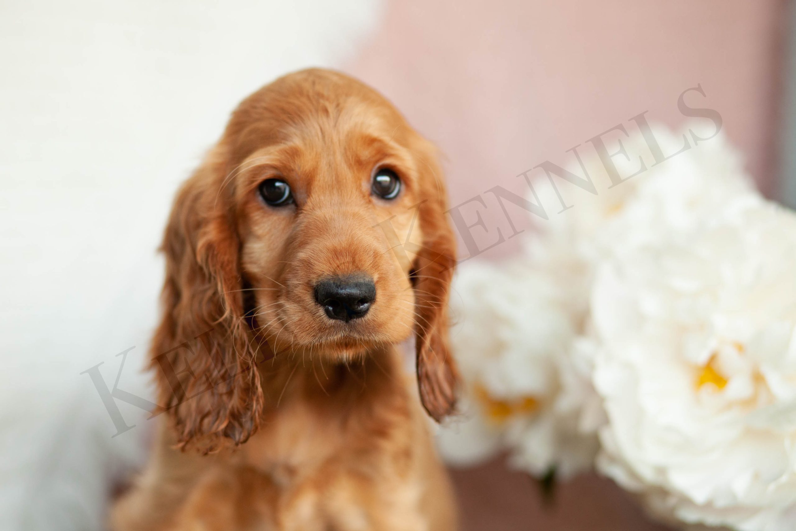 Cocker Spaniels – Kellys Kennels