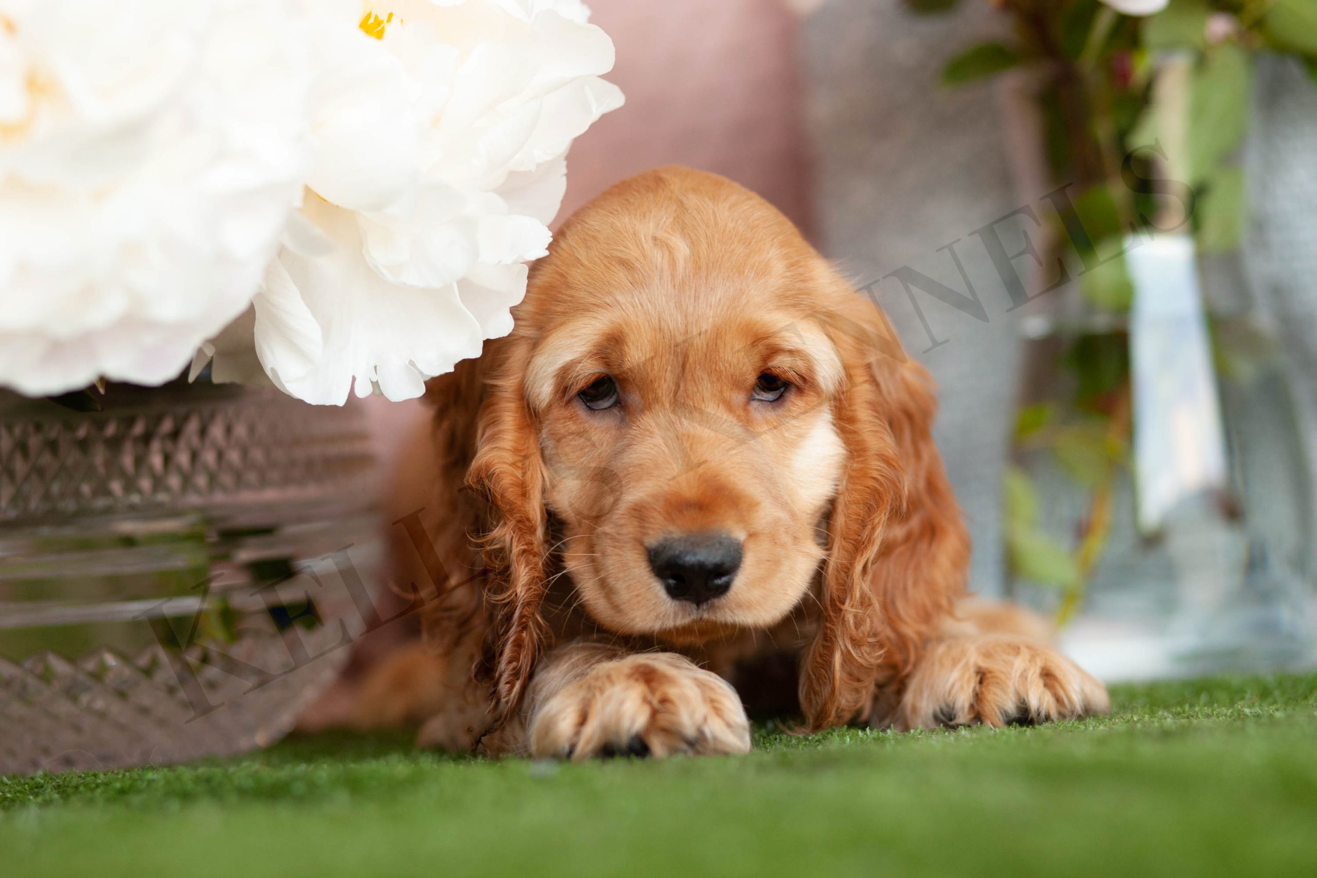 Cocker Spaniels – Kellys Kennels