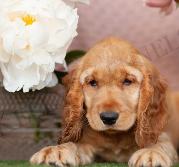 Cocker Spaniels – Kellys Kennels