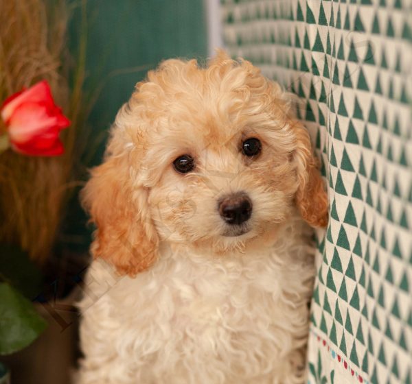 Fluffy Poochons – Kellys Kennels