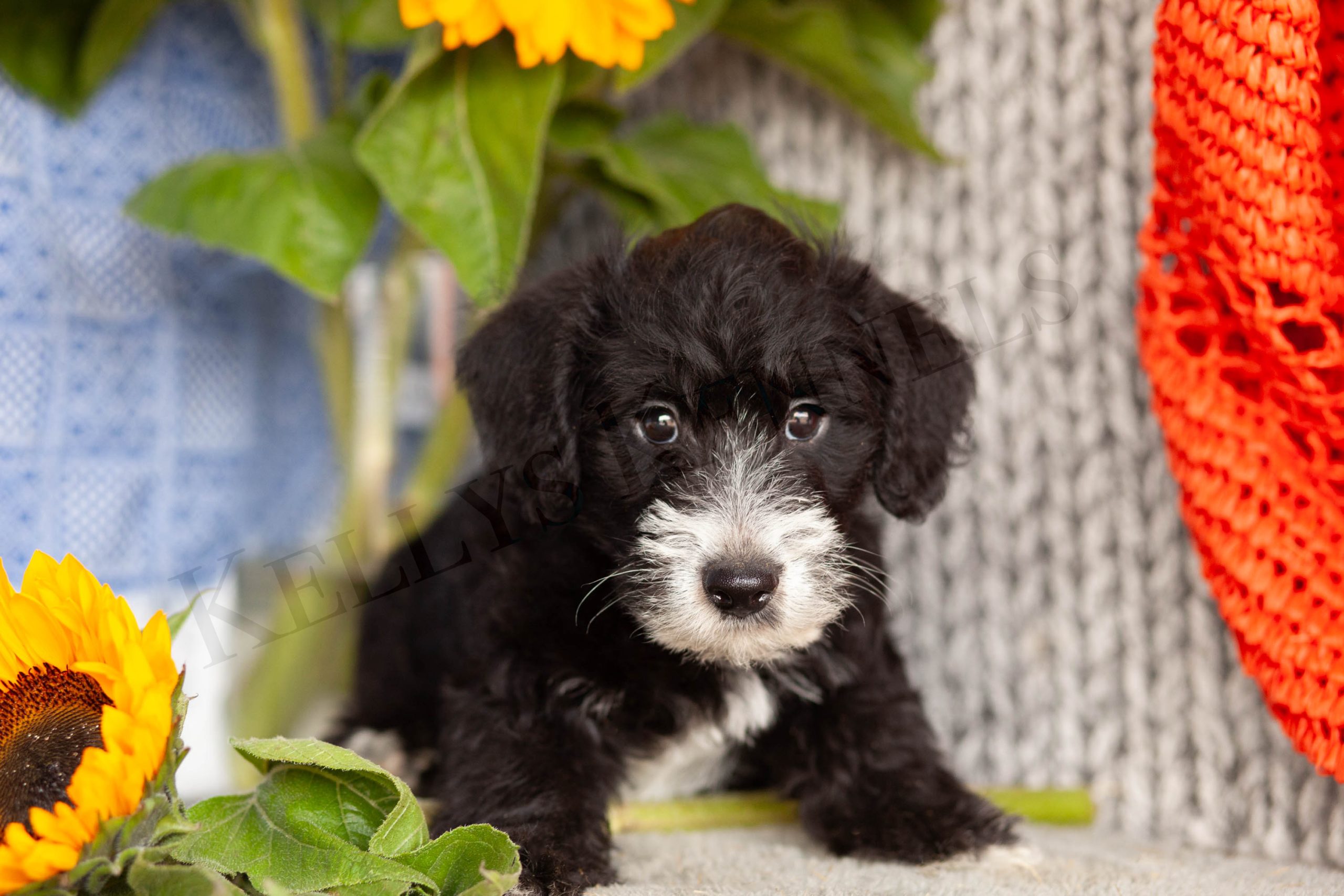 ScottiePoo Puppies – Kellys Kennels