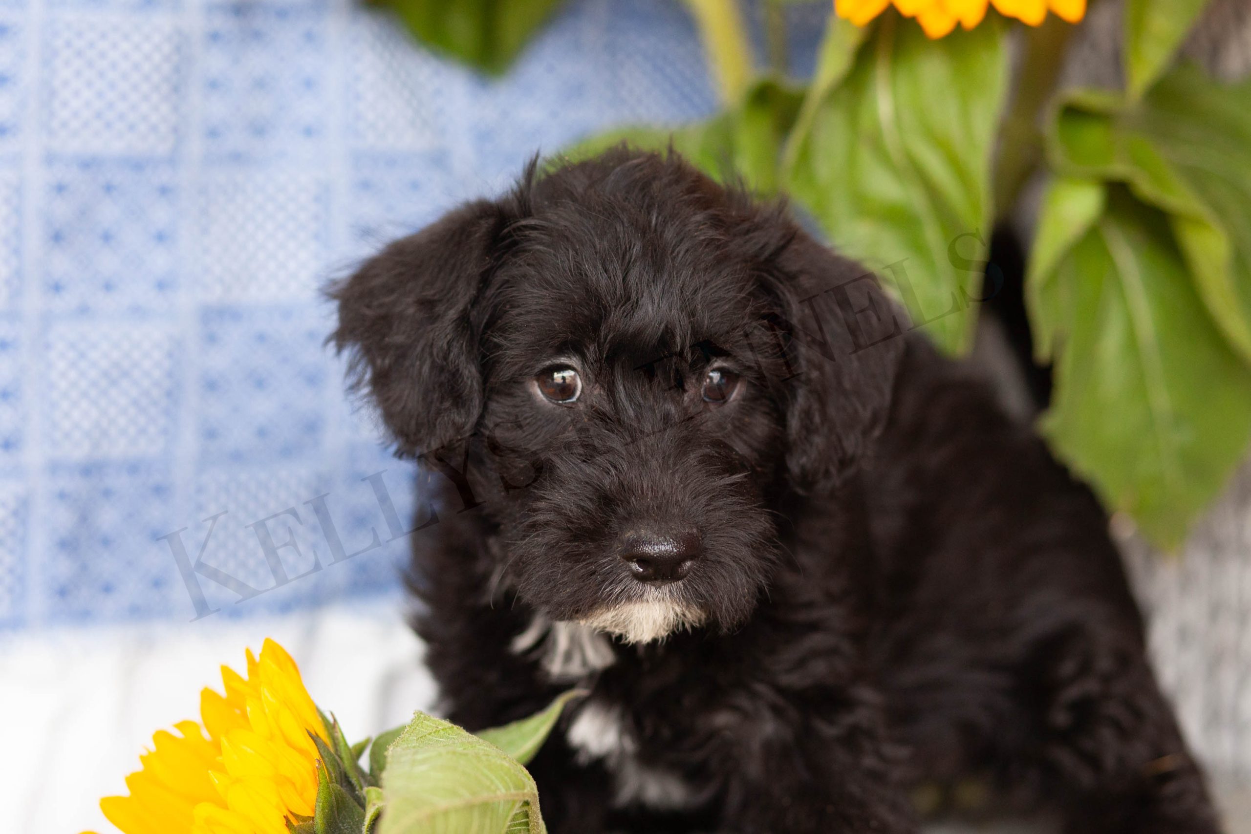 ScottiePoo Puppies – Kellys Kennels