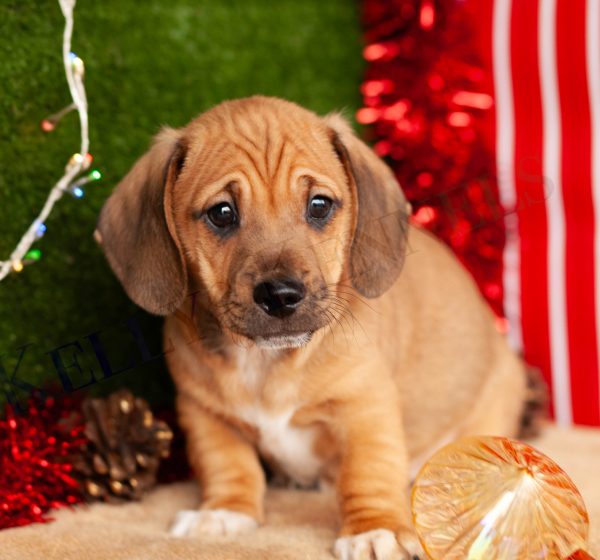 Cross Breed Pups – Kellys Kennels