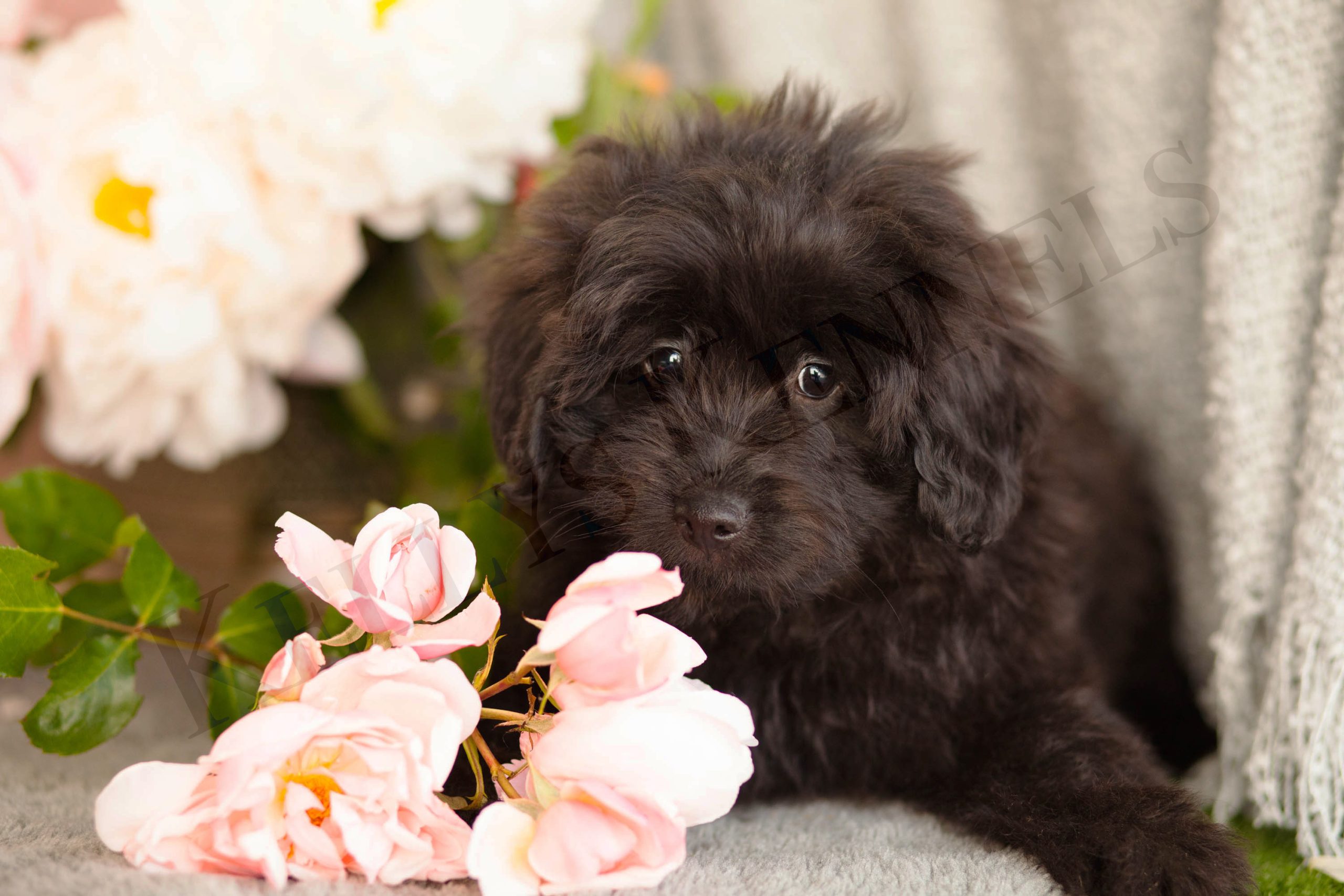 Gorgeous Poma-Poos – Kellys Kennels