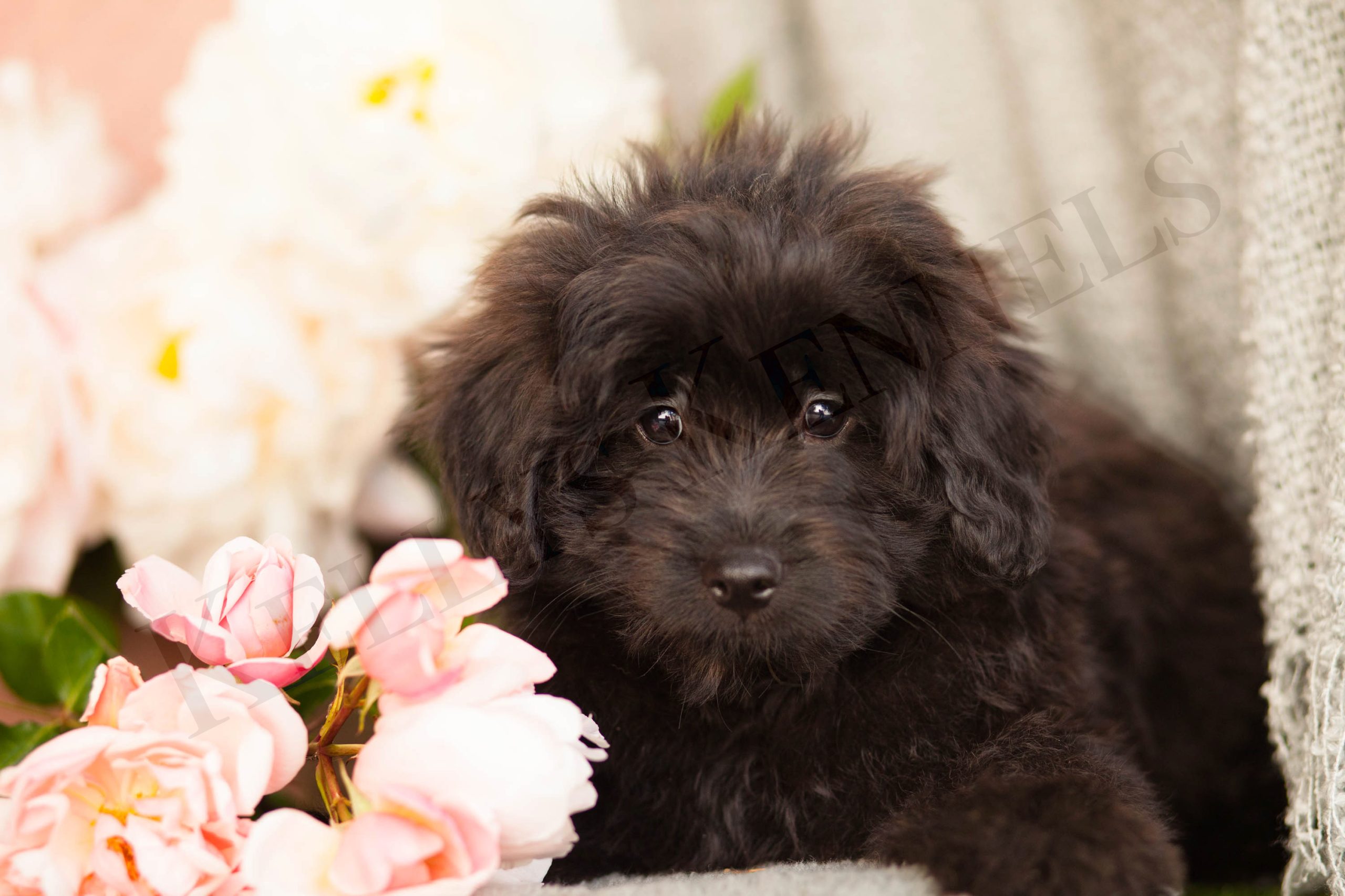 Gorgeous Poma-Poos – Kellys Kennels