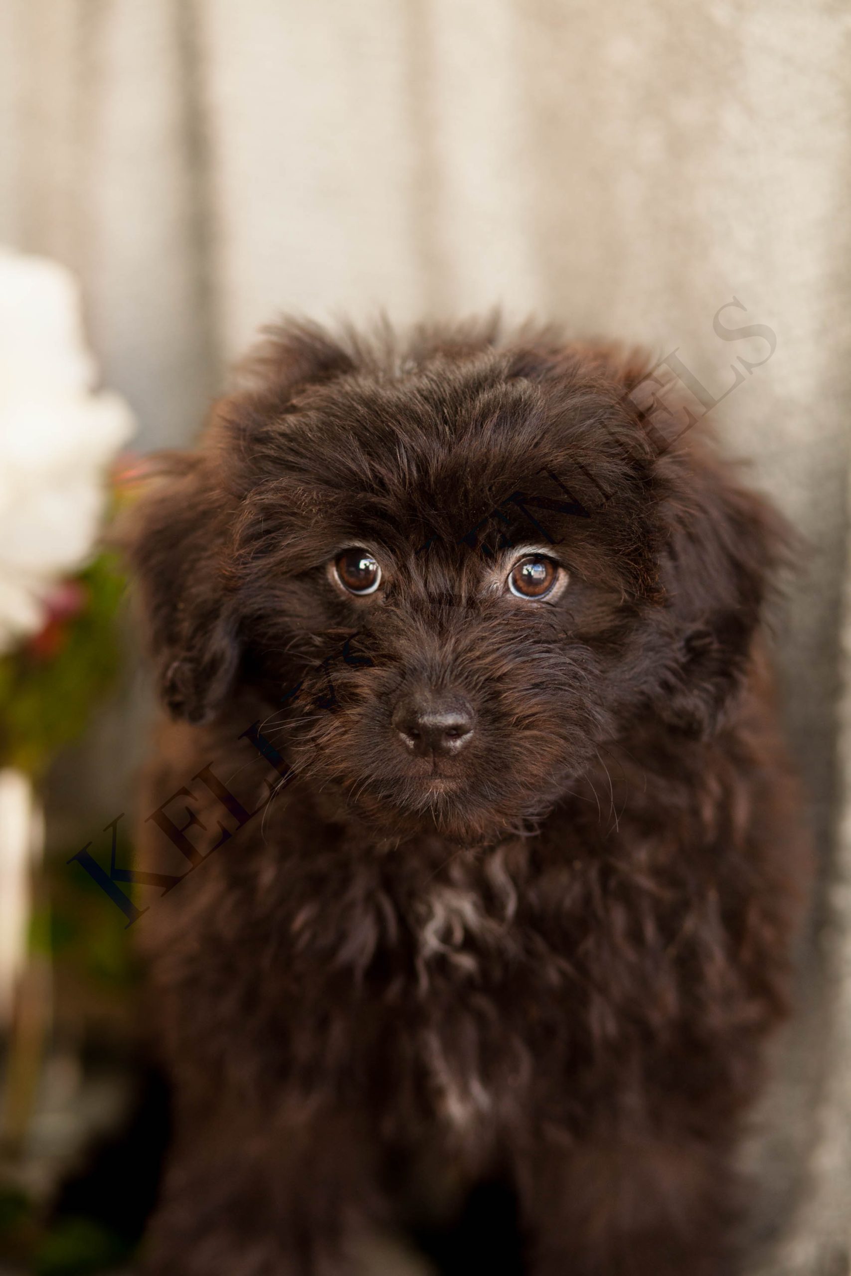 Gorgeous Poma-Poos – Kellys Kennels