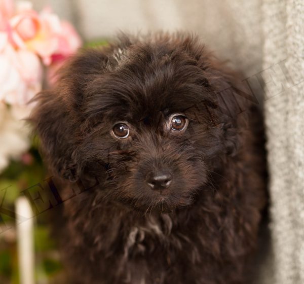 Gorgeous Poma-Poos – Kellys Kennels