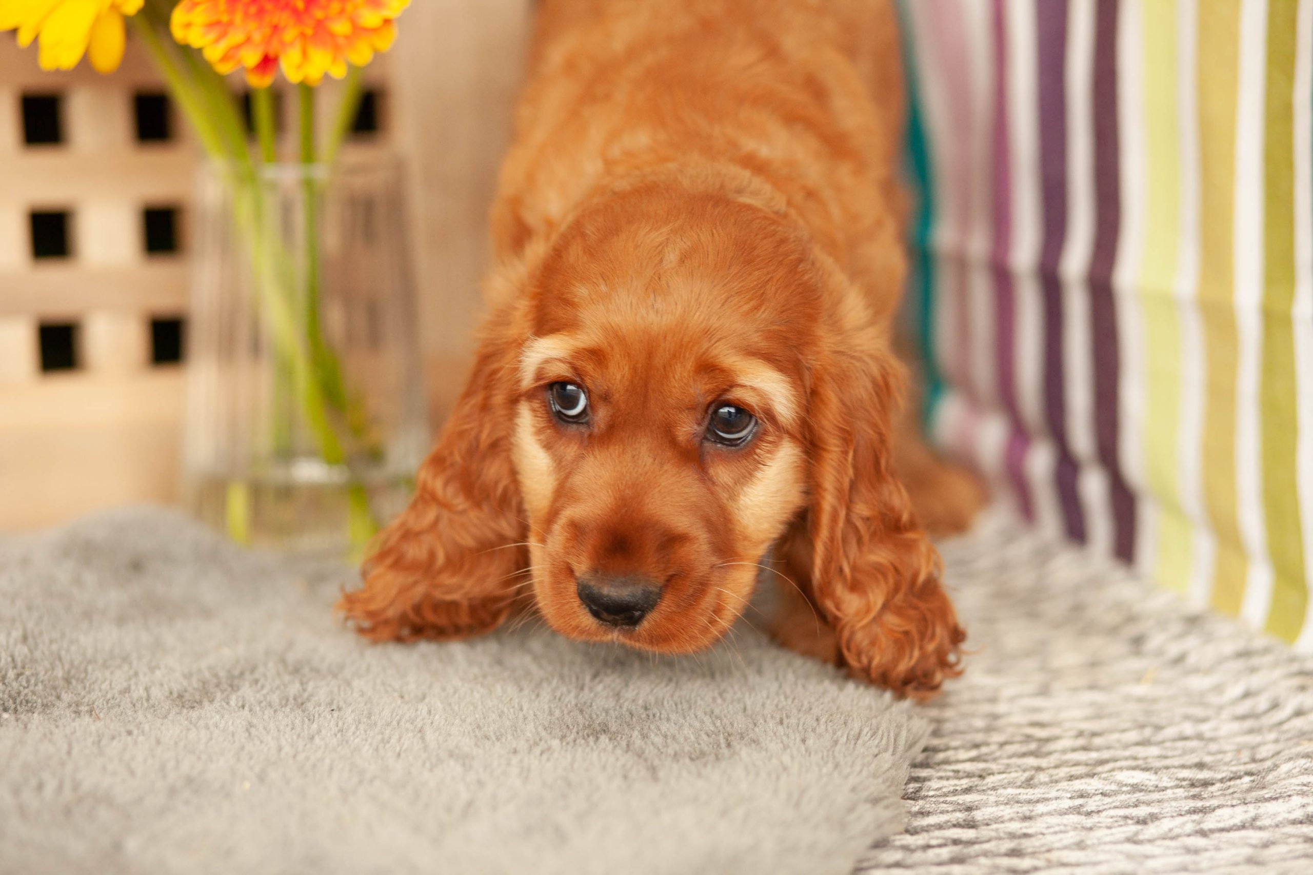 Cocker Spaniels – Kellys Kennels