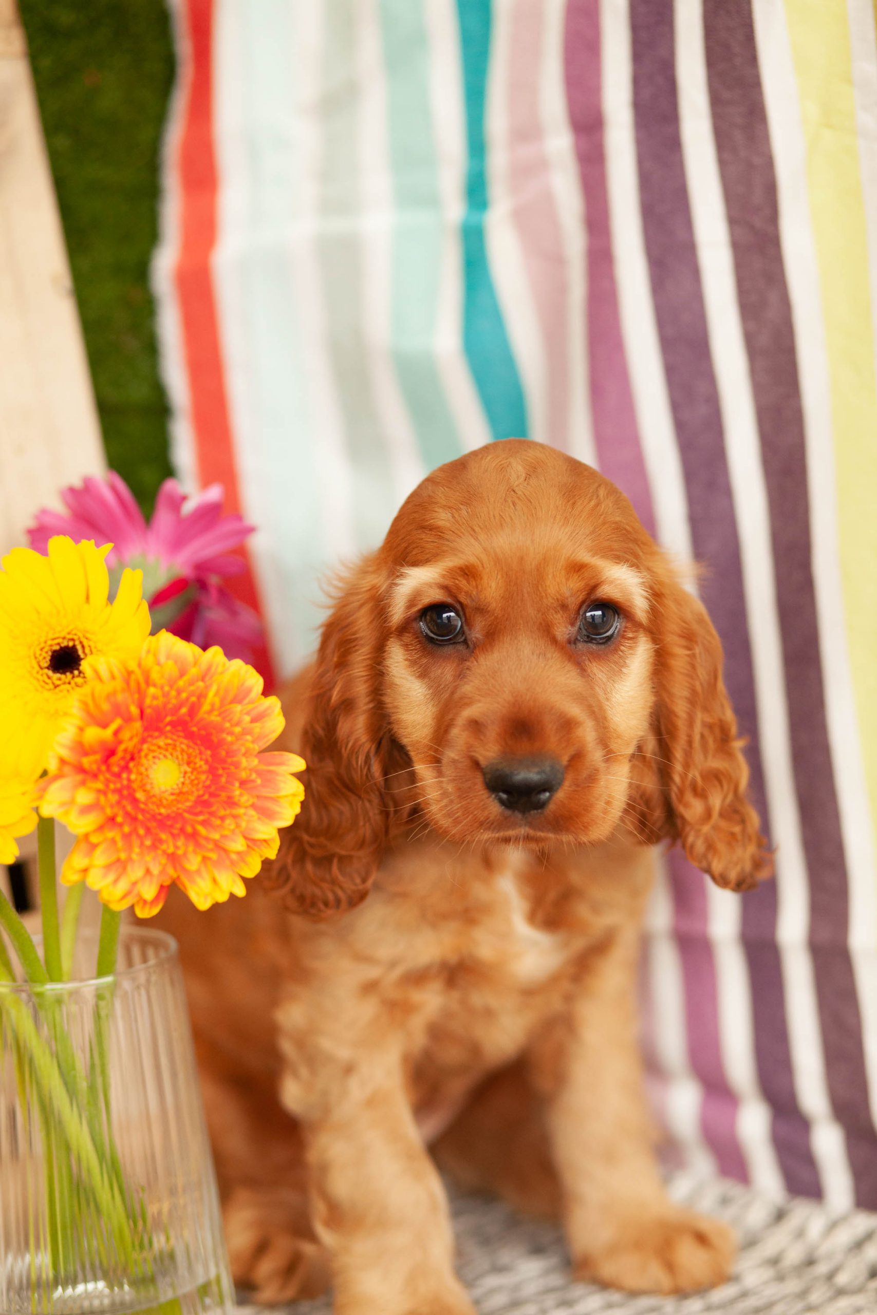 Cocker Spaniels – Kellys Kennels