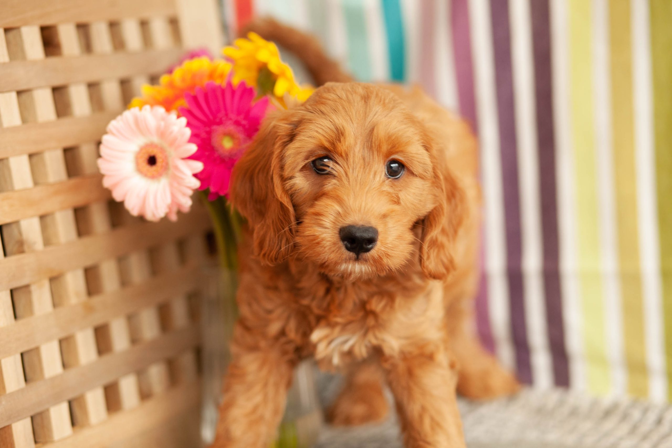 Cute F1 CockaPoos – Kellys Kennels