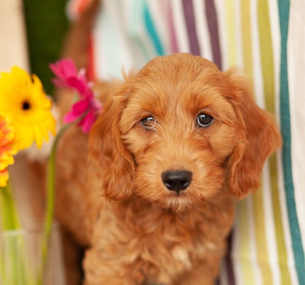 Cute F1 CockaPoos – Kellys Kennels