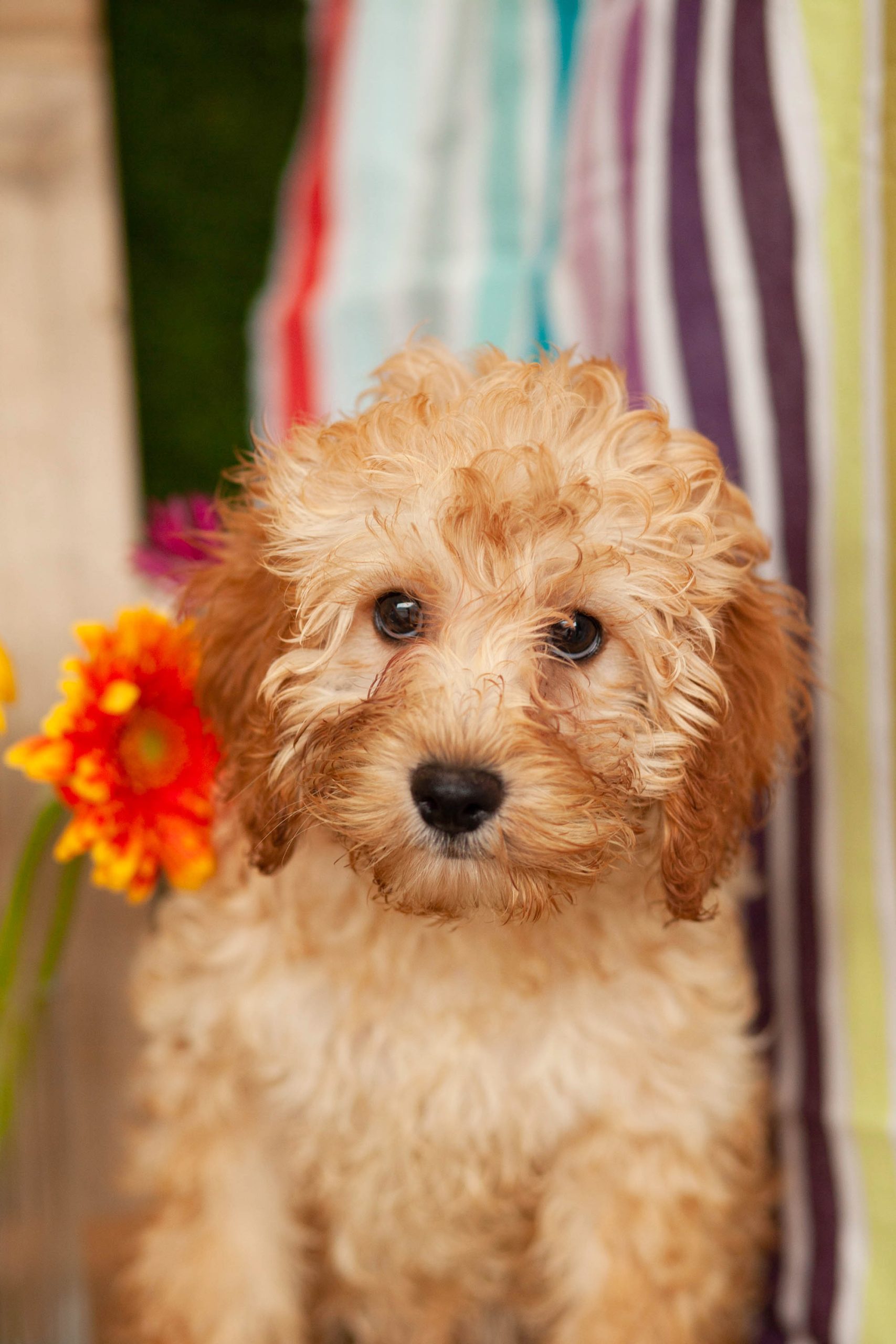 Unique CavaPooChons – Kellys Kennels