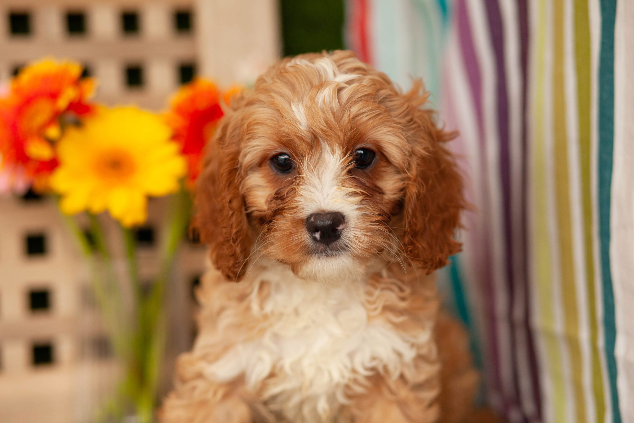 Superb CavaPoos – Kellys Kennels