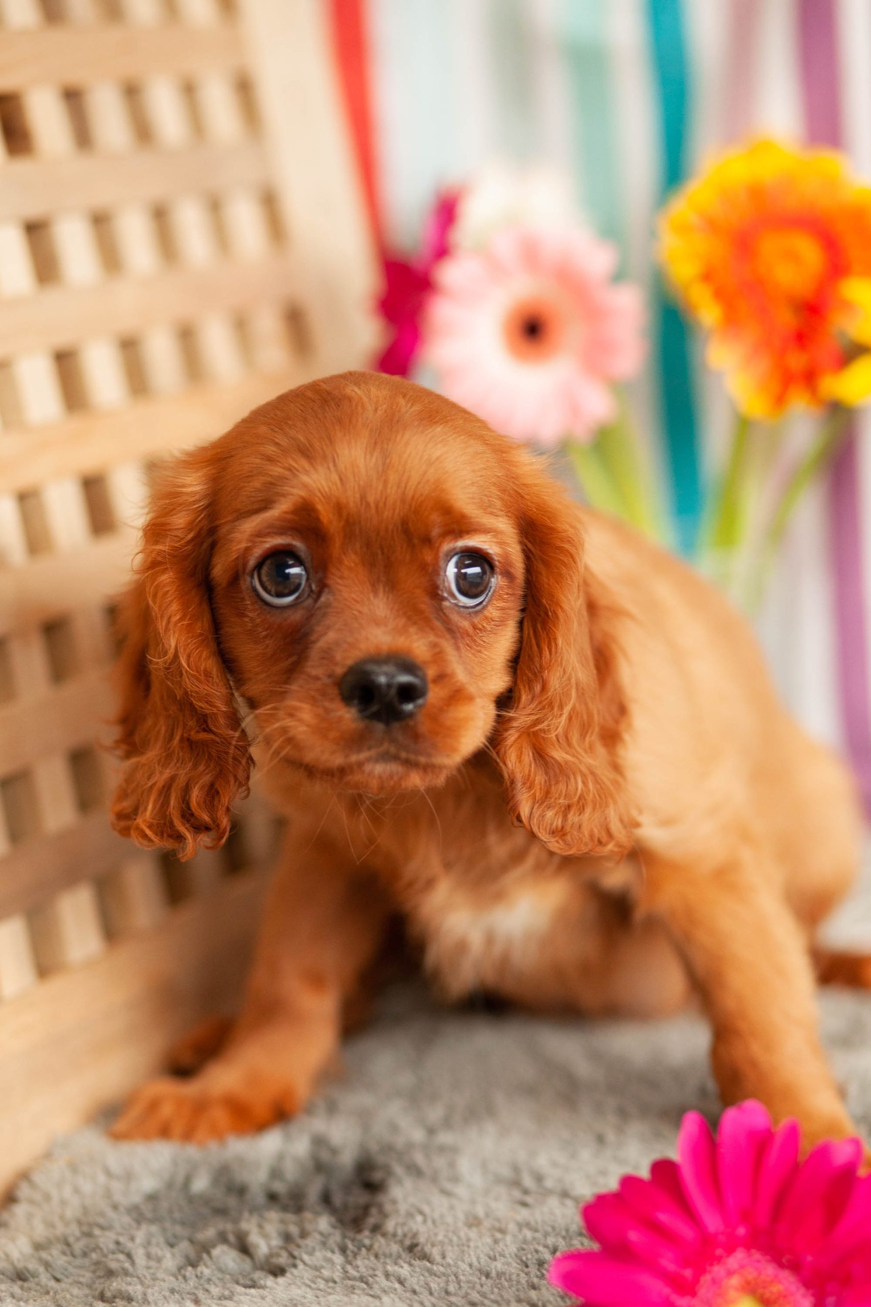 Affectionate Cockaliers – Kellys Kennels