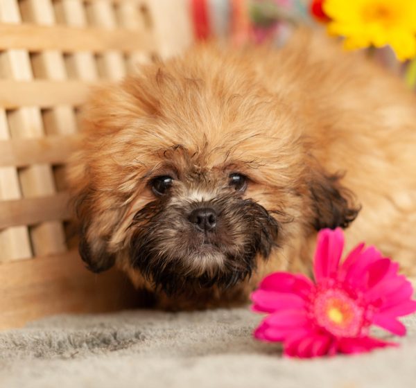 Incredible ShiPoos – Kellys Kennels