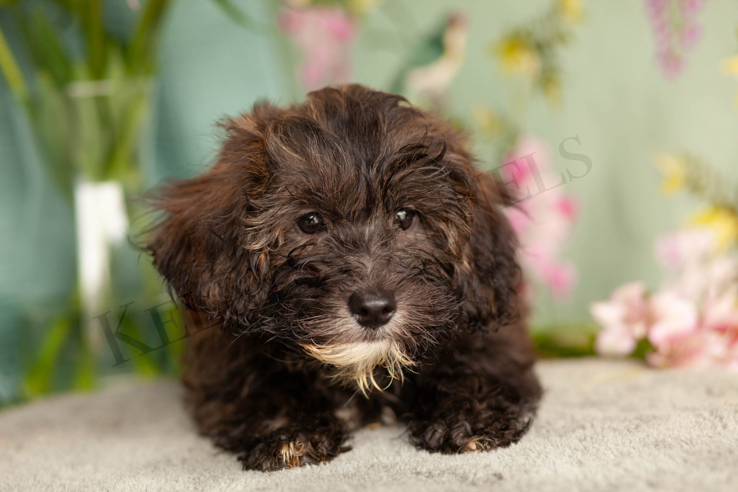 YorkiePoo Puppies – Kellys Kennels