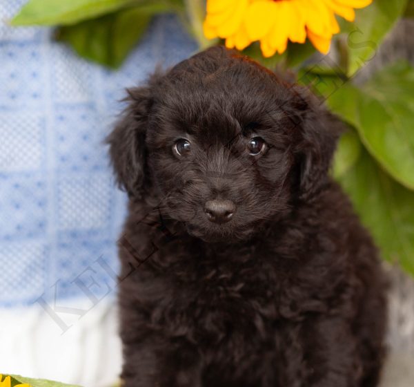 Gorgeous Poma-Poos – Kellys Kennels
