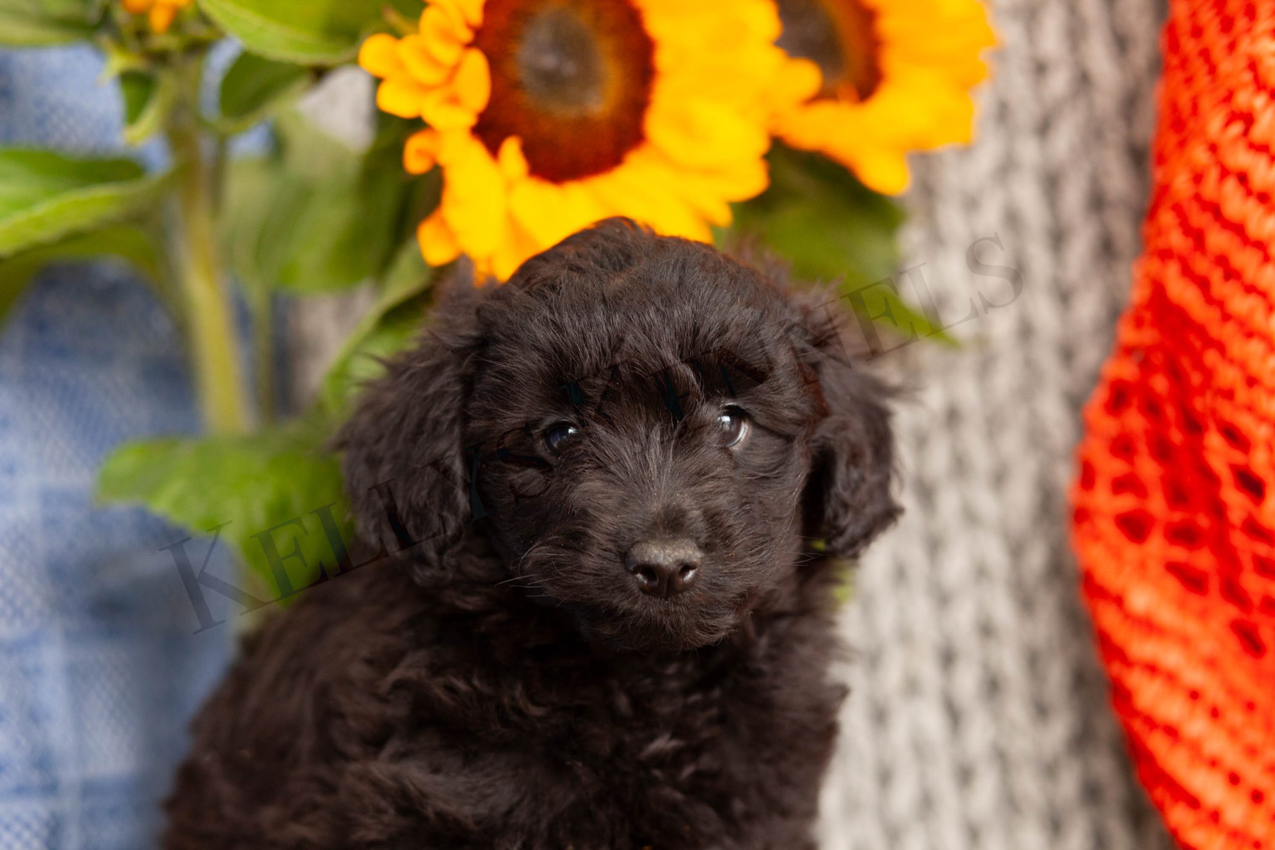 Gorgeous Poma-Poos – Kellys Kennels