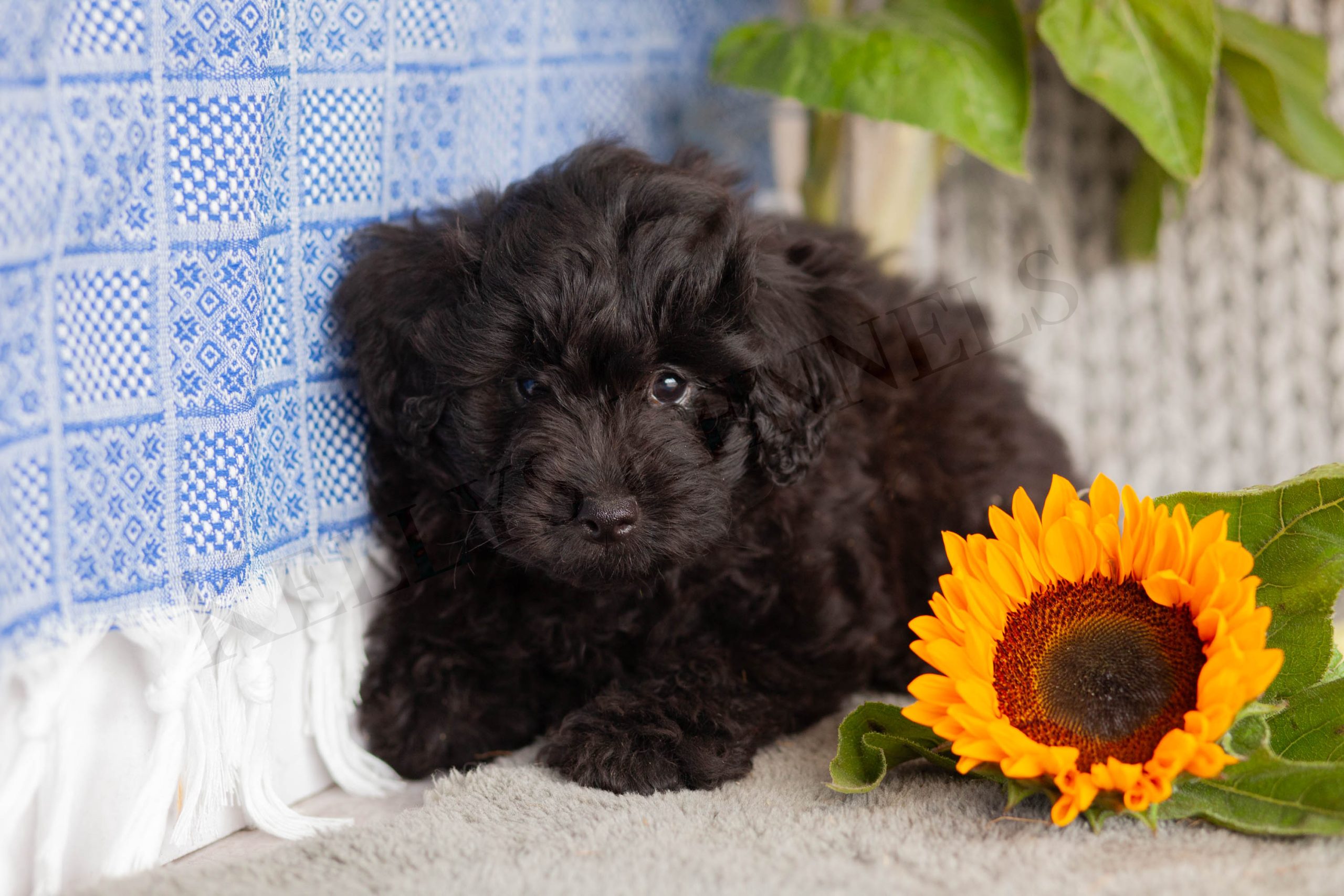 Gorgeous Poma-Poos – Kellys Kennels