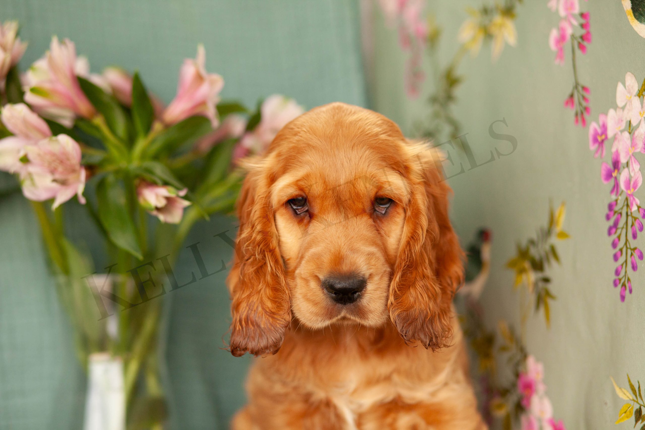 Cocker Spaniels – Kellys Kennels