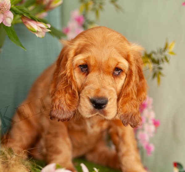 Cocker Spaniels – Kellys Kennels