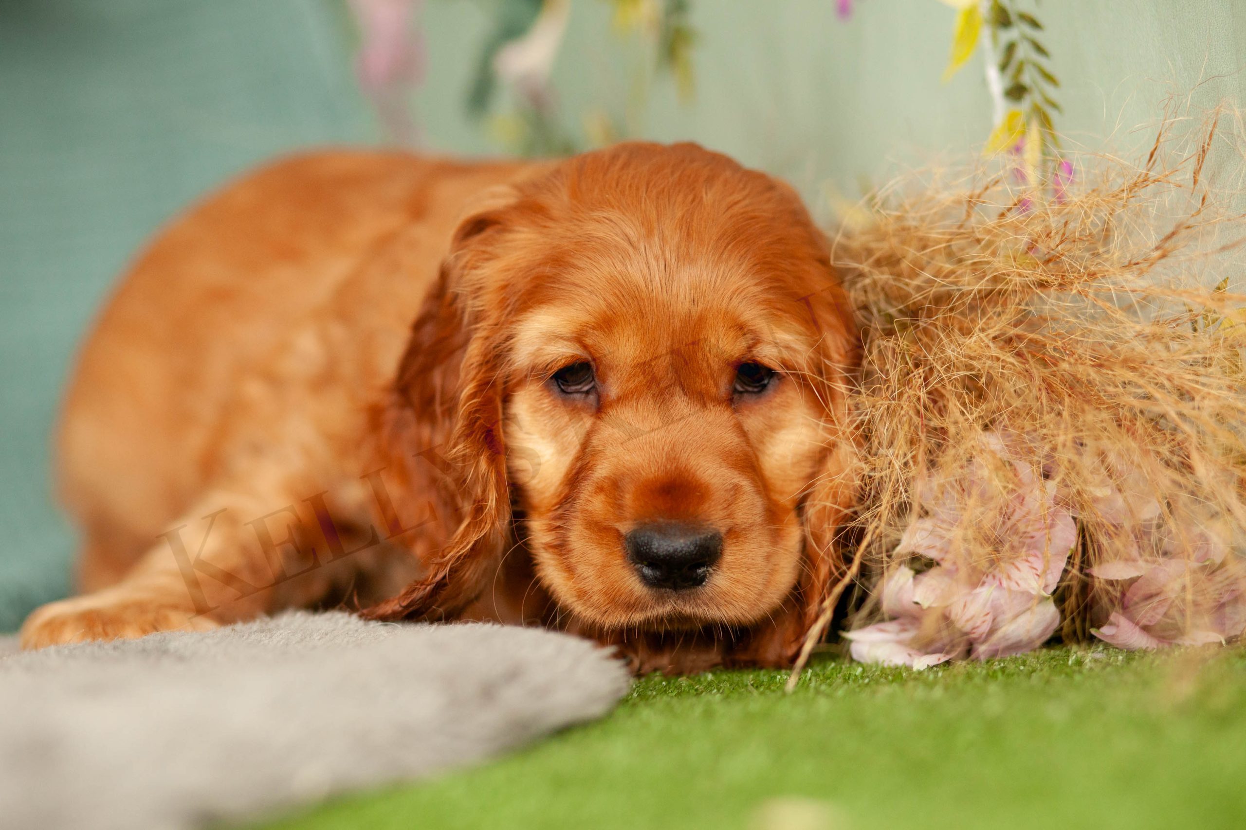 Cocker Spaniels – Kellys Kennels