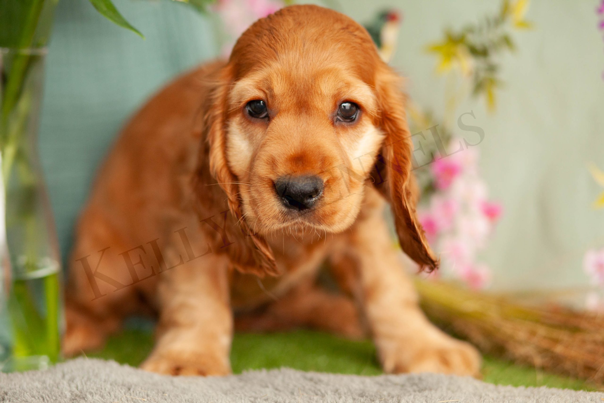 Cocker Spaniels – Kellys Kennels