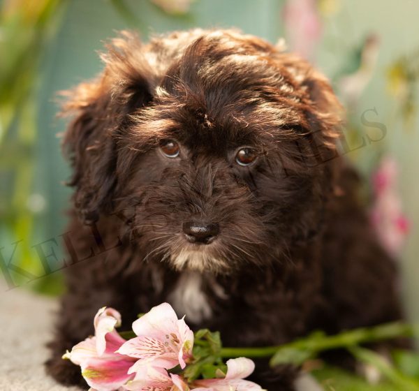 Incredible ShiPoos – Kellys Kennels