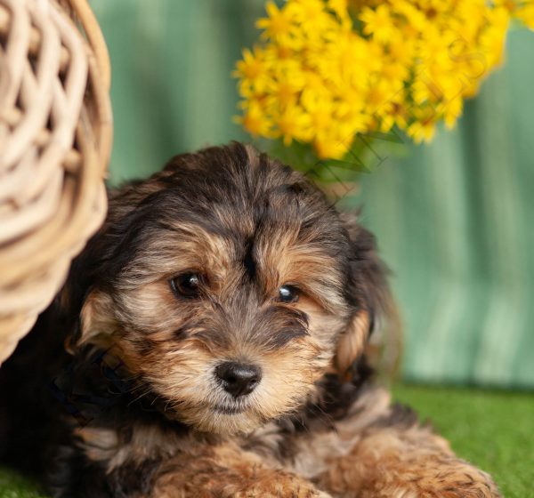 Cross Breed Pups – Kellys Kennels