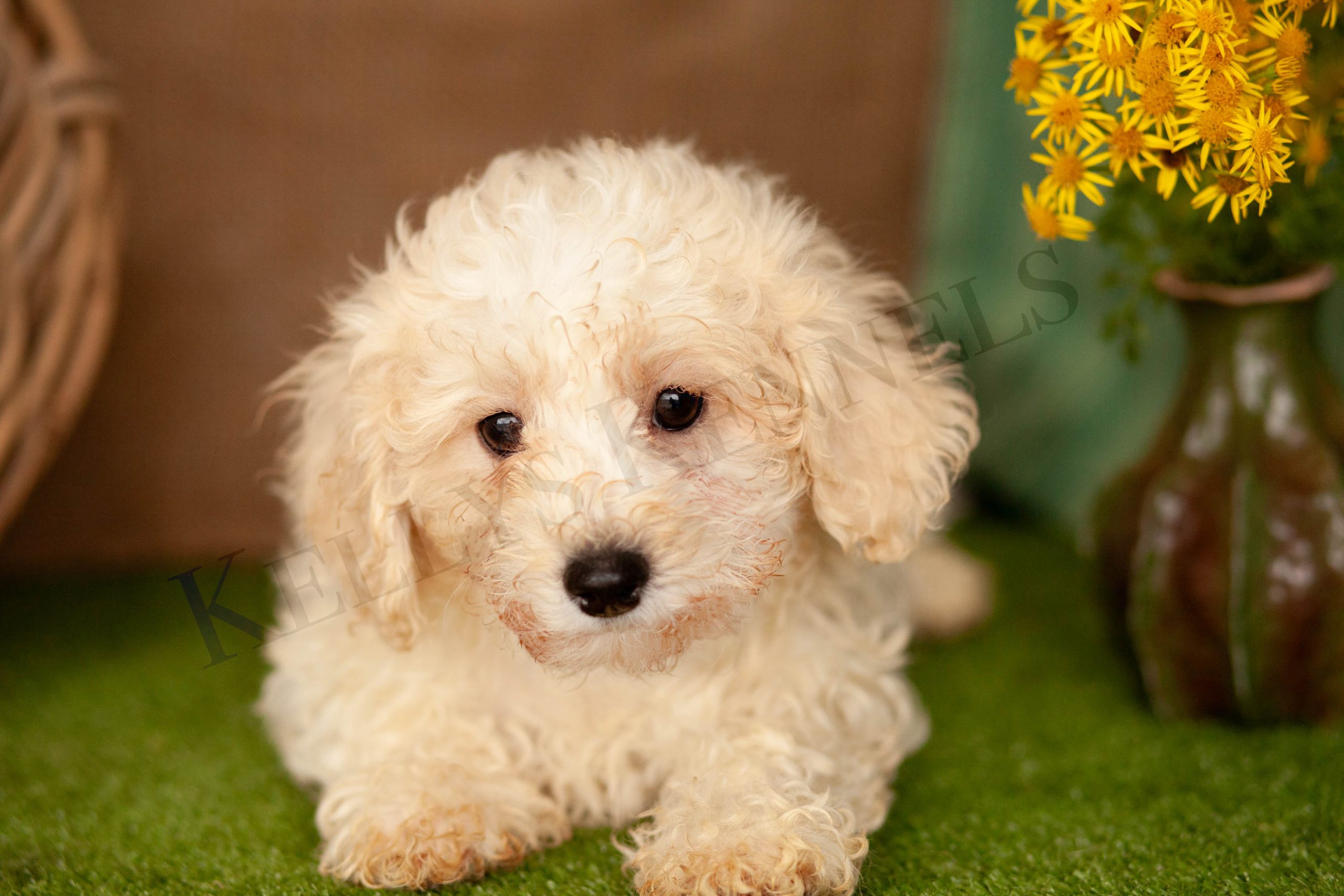 Charming Bichons – Kellys Kennels