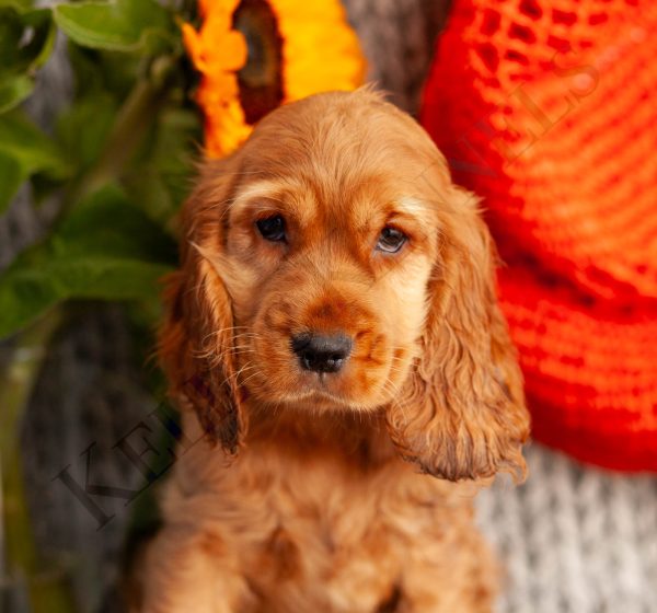 Cocker Spaniels – Kellys Kennels