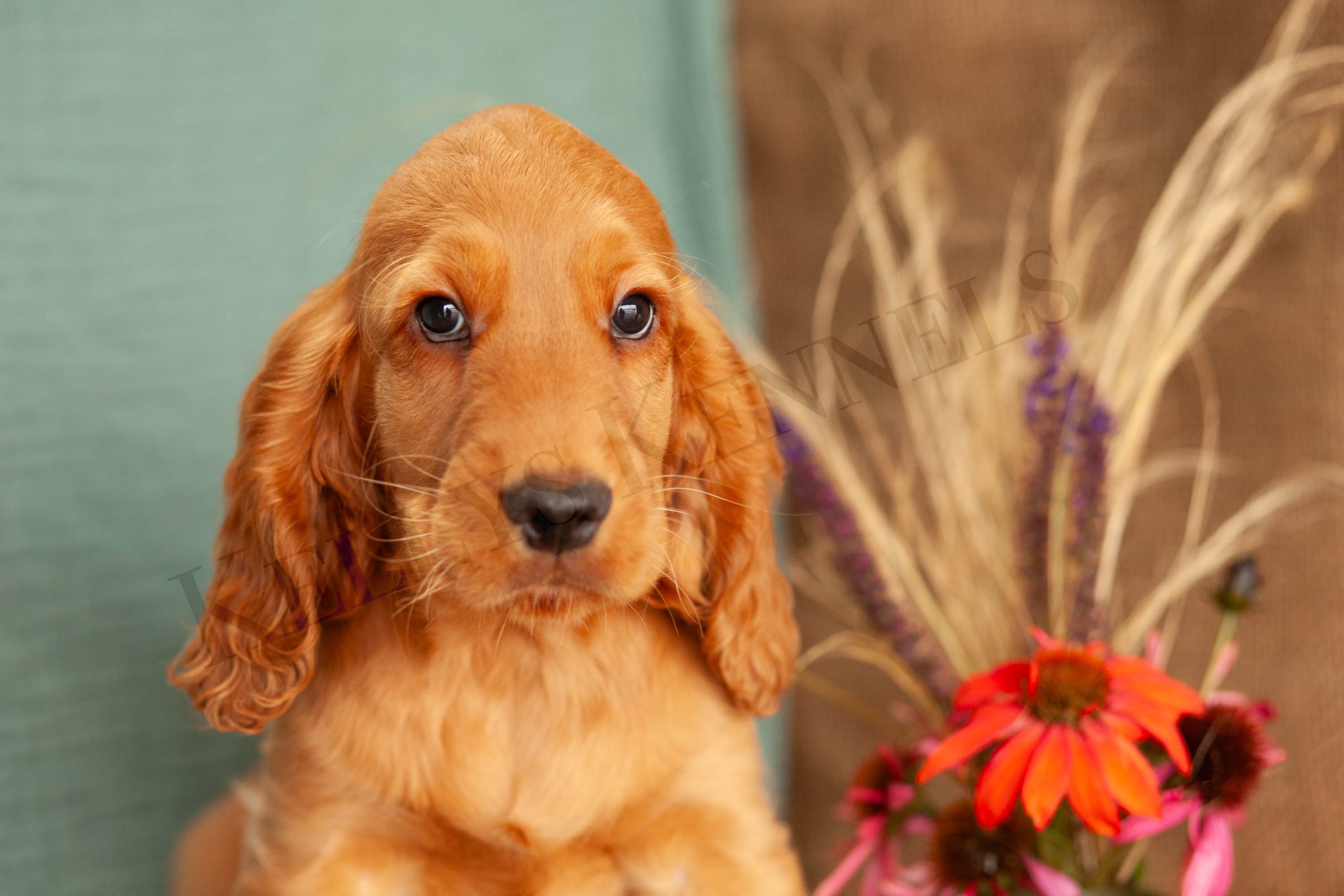 Cocker Spaniels – Kellys Kennels