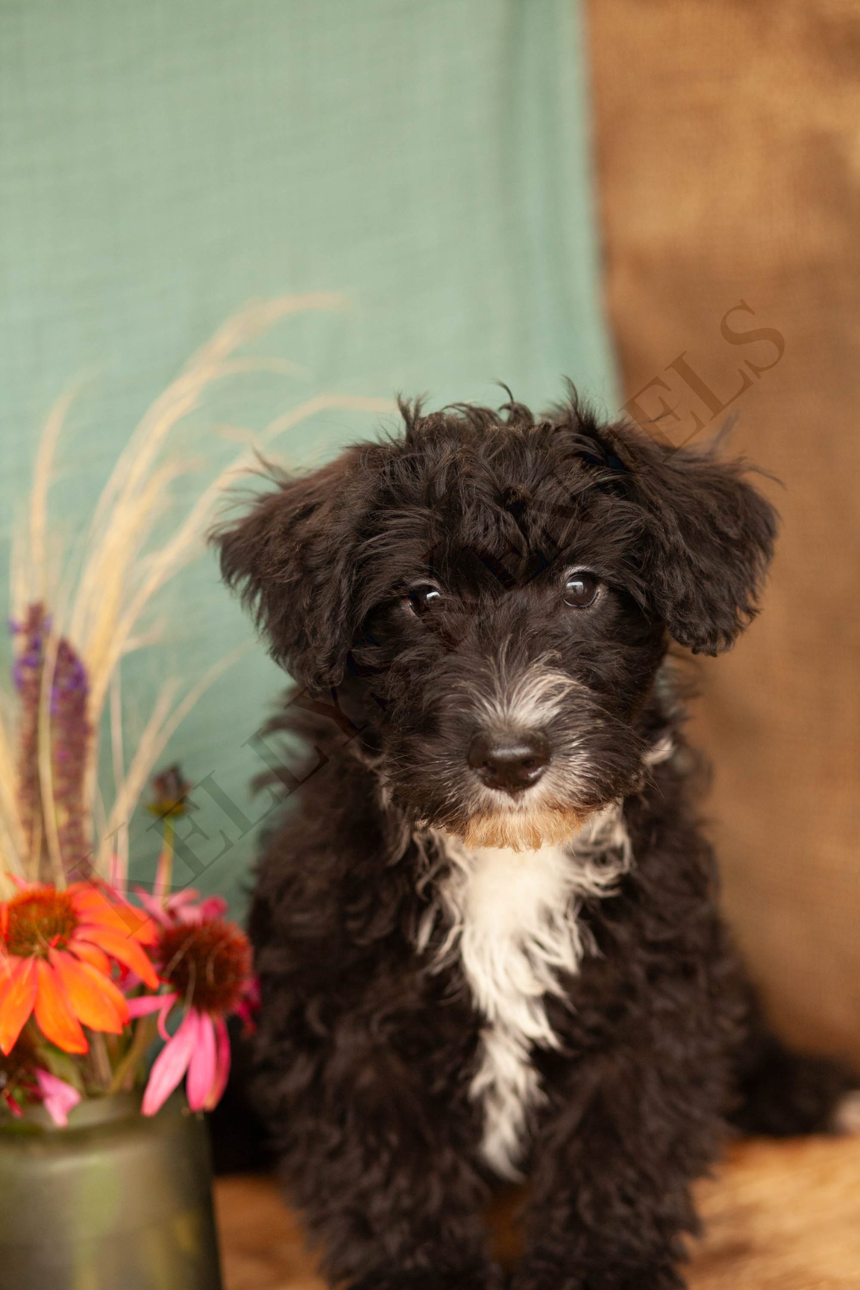 ScottiePoo Puppies – Kellys Kennels