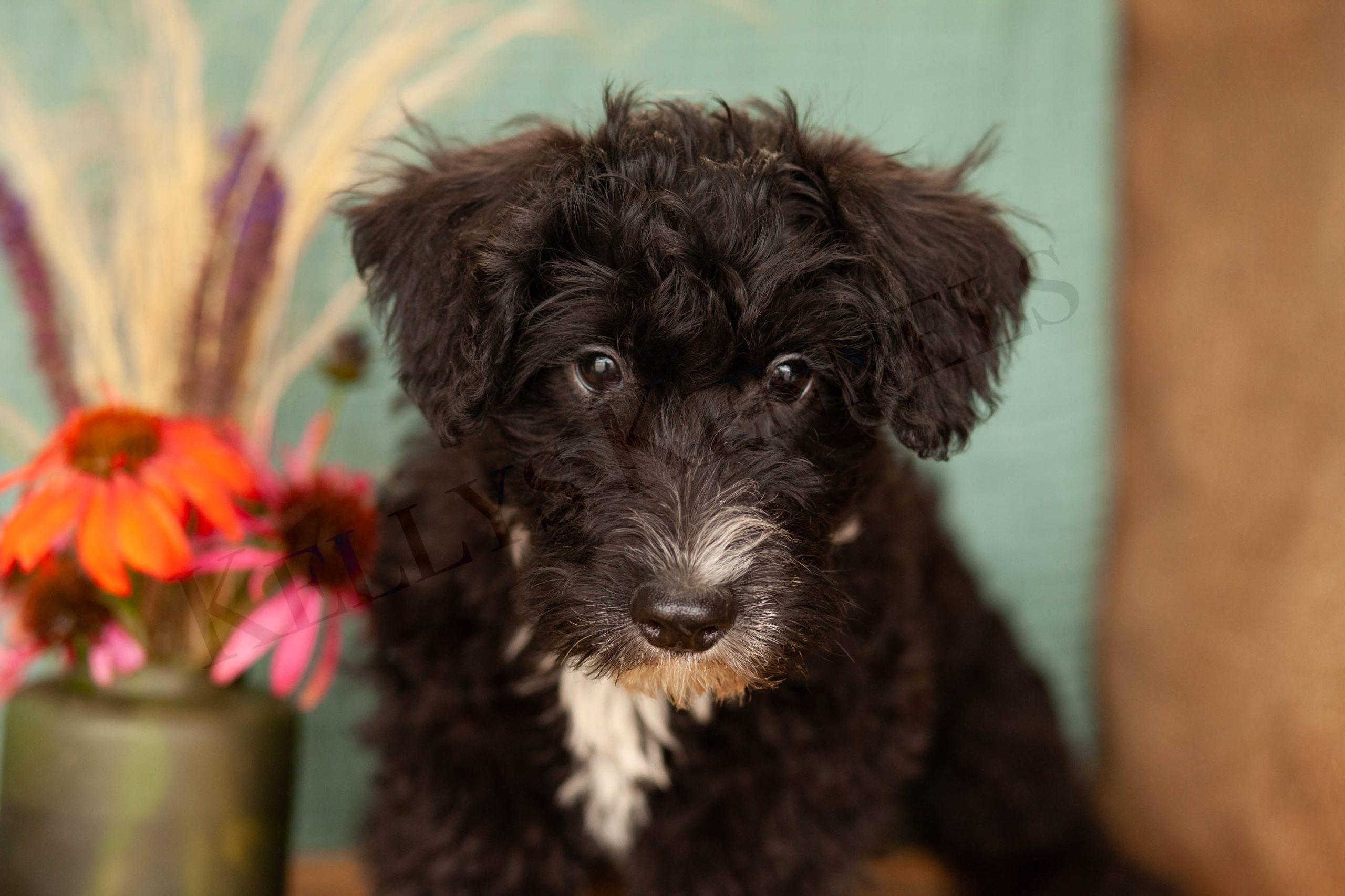 ScottiePoo Puppies – Kellys Kennels