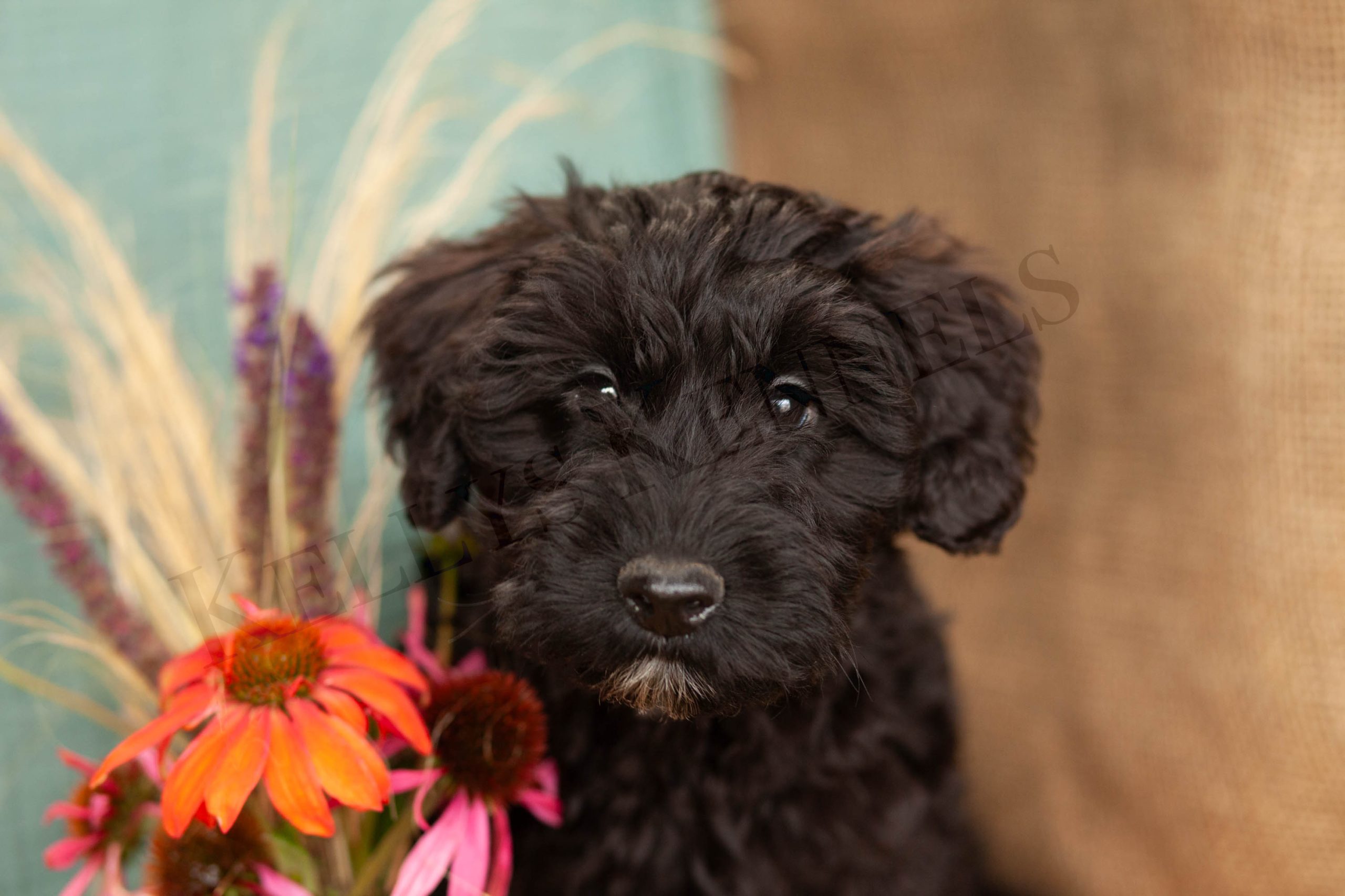 ScottiePoo Puppies – Kellys Kennels