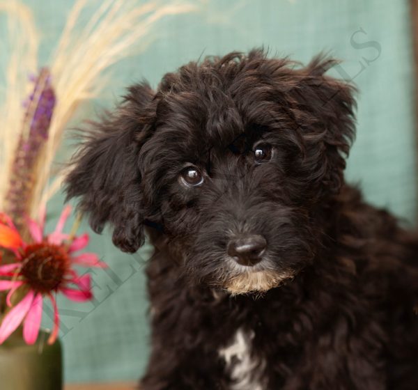 ScottiePoo Puppies – Kellys Kennels