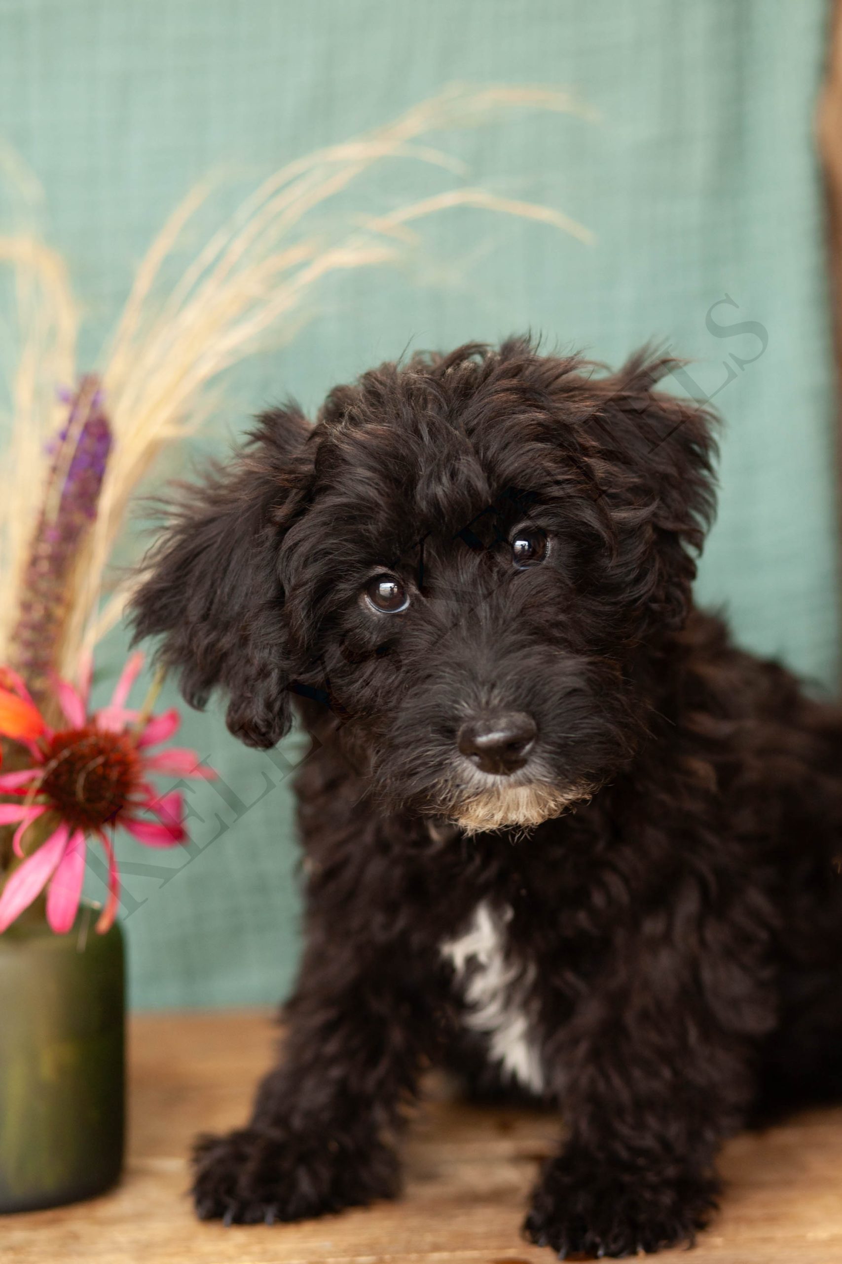 ScottiePoo Puppies – Kellys Kennels