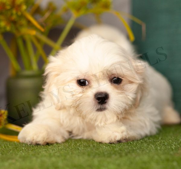 Incredible ShiPoos – Kellys Kennels