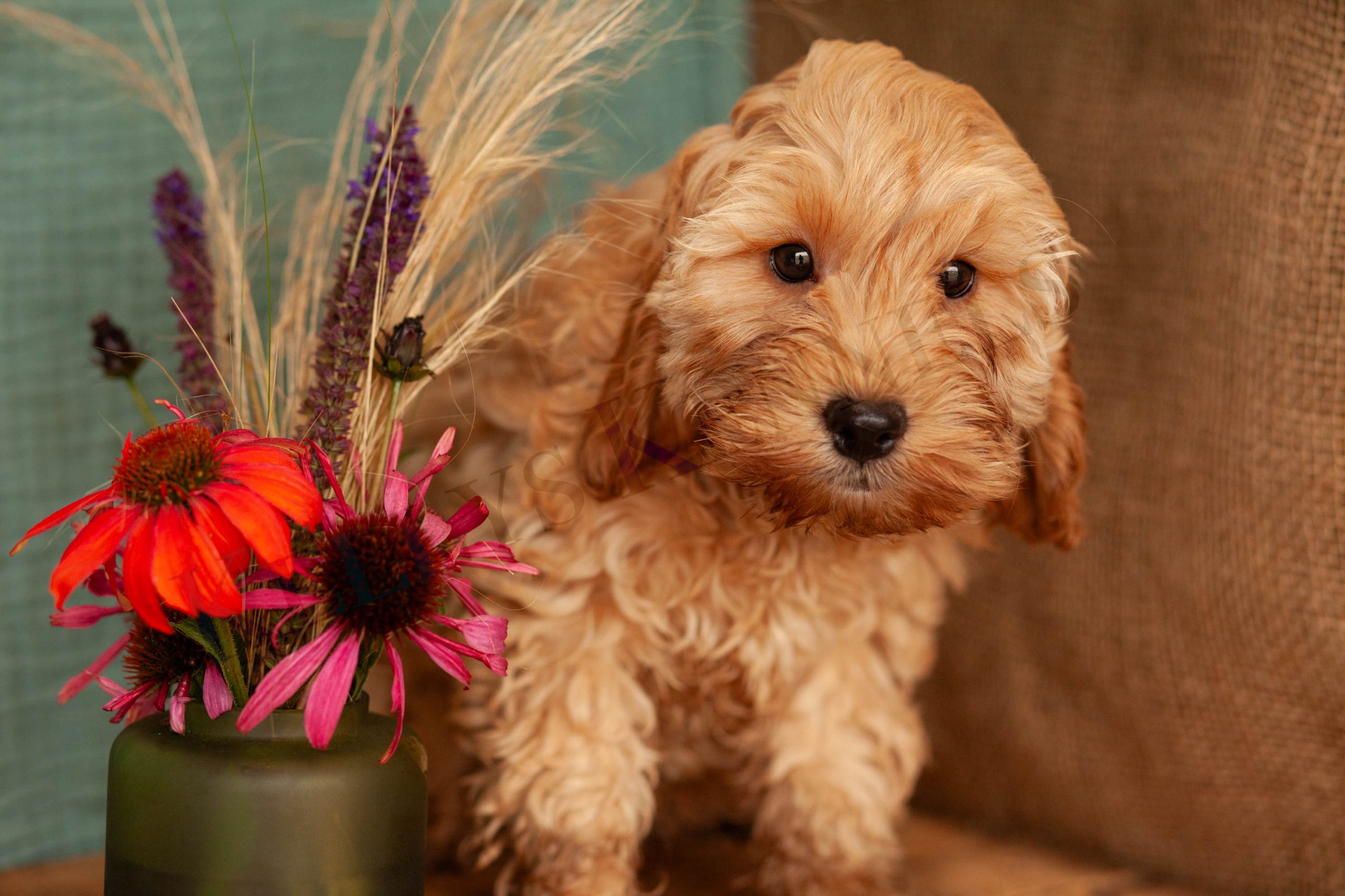 Cute F1 CockaPoos – Kellys Kennels
