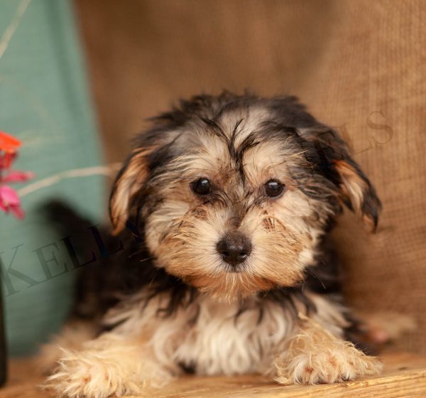 Cross Breed Pups – Kellys Kennels