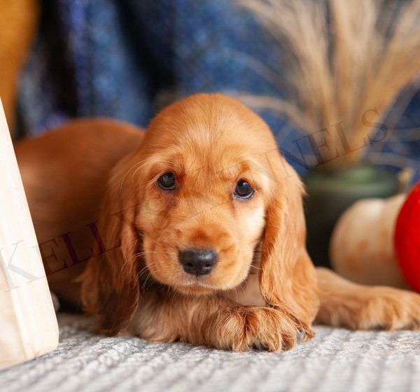 Cocker Spaniels – Kellys Kennels