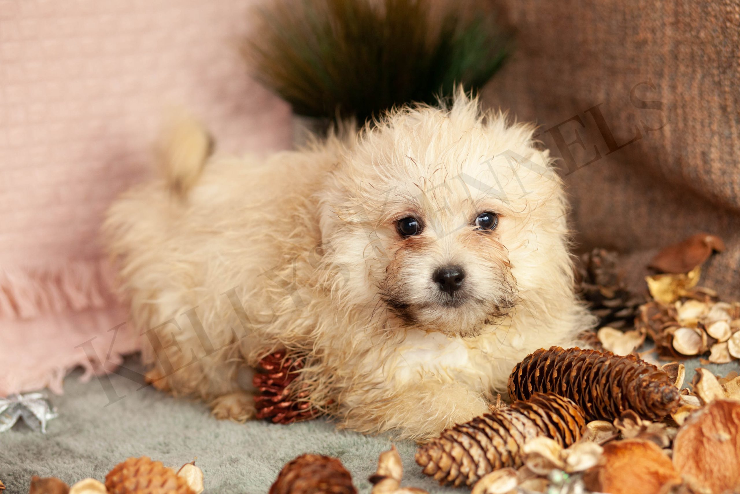 Fabulous PomTese – Kellys Kennels