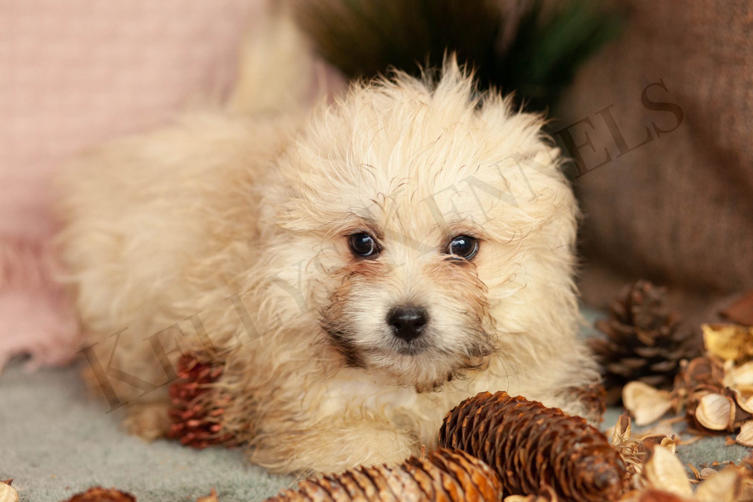 Fabulous PomTese – Kellys Kennels