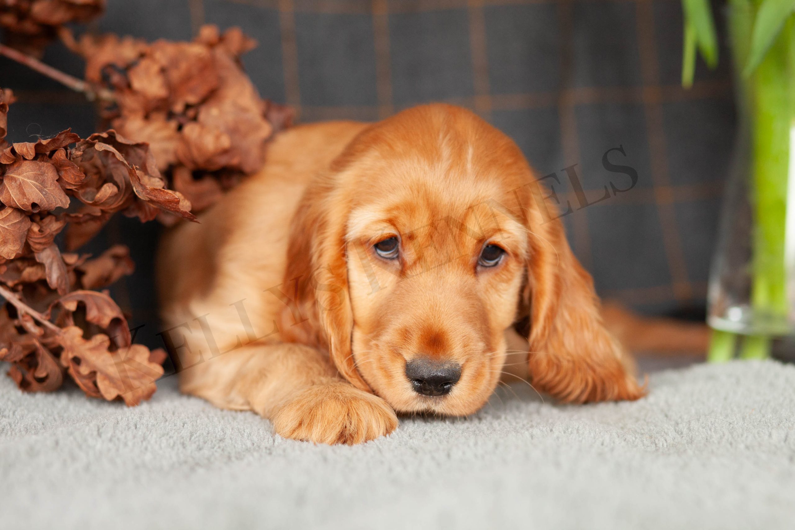 Cocker Spaniels – Kellys Kennels