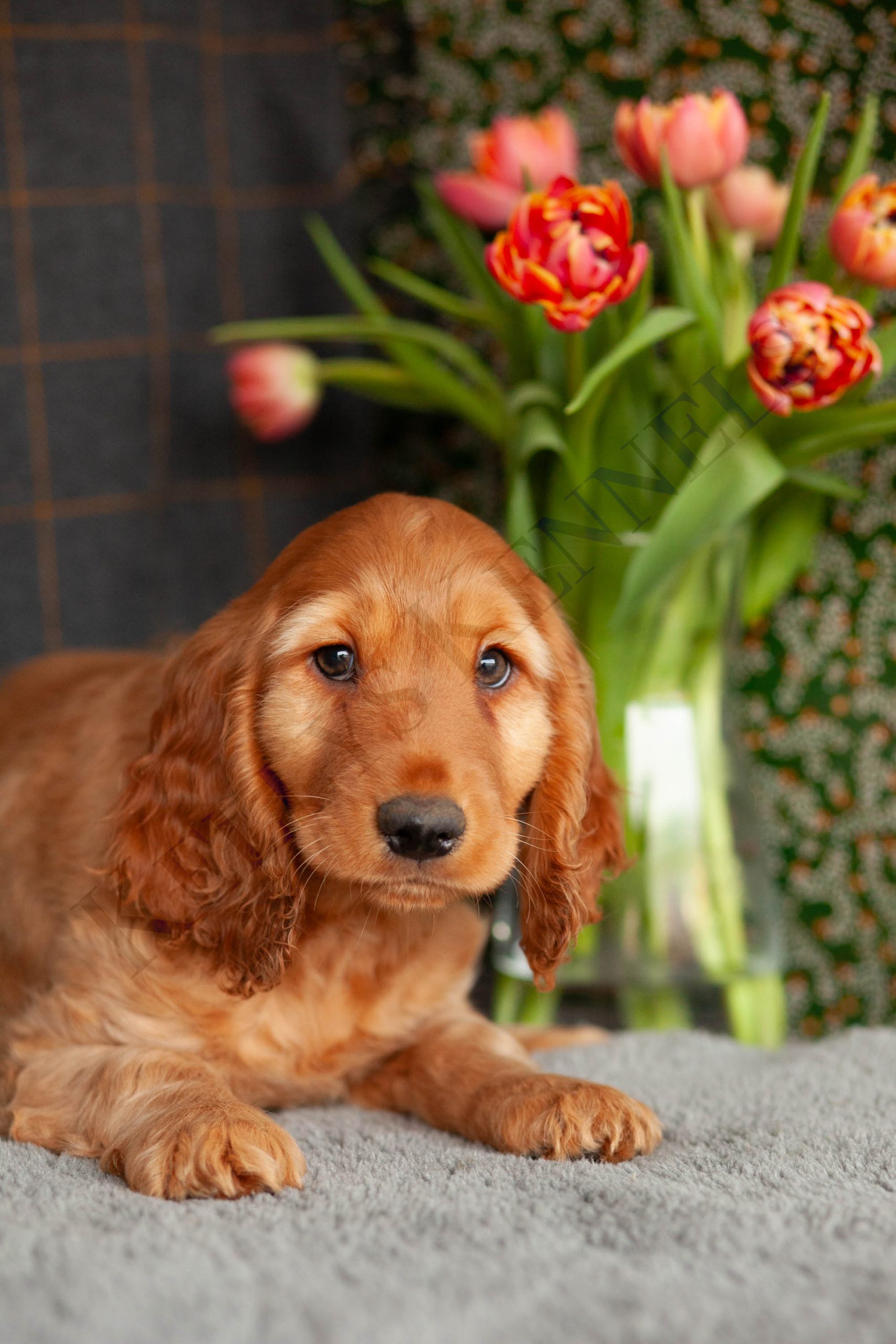 Cocker Spaniels – Kellys Kennels