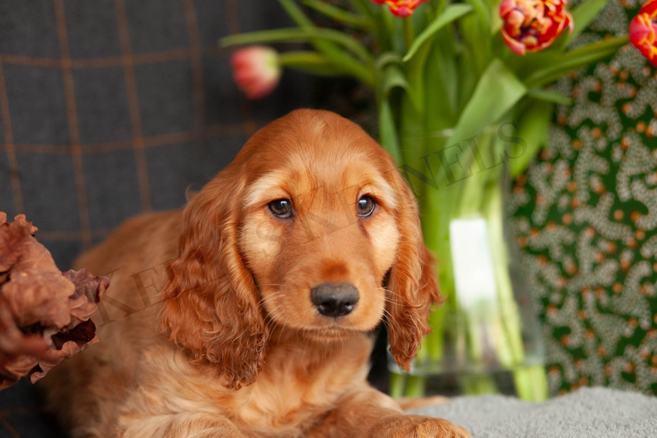 Cocker Spaniels – Kellys Kennels
