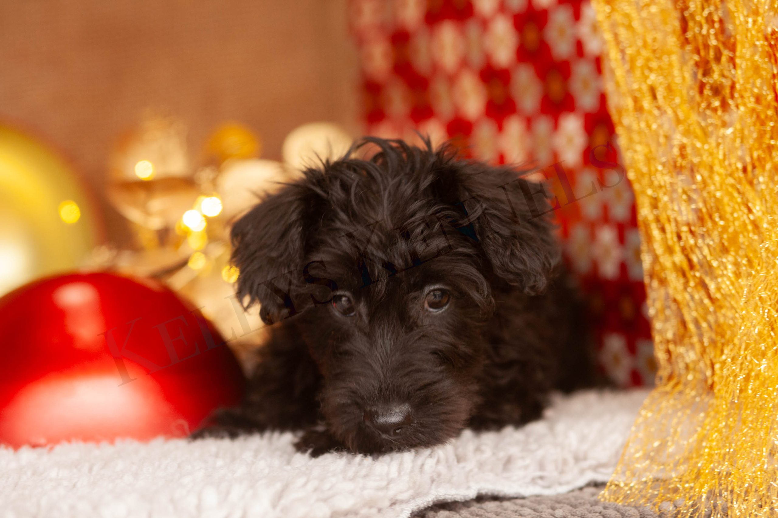 ScottiePoo Puppies – Kellys Kennels