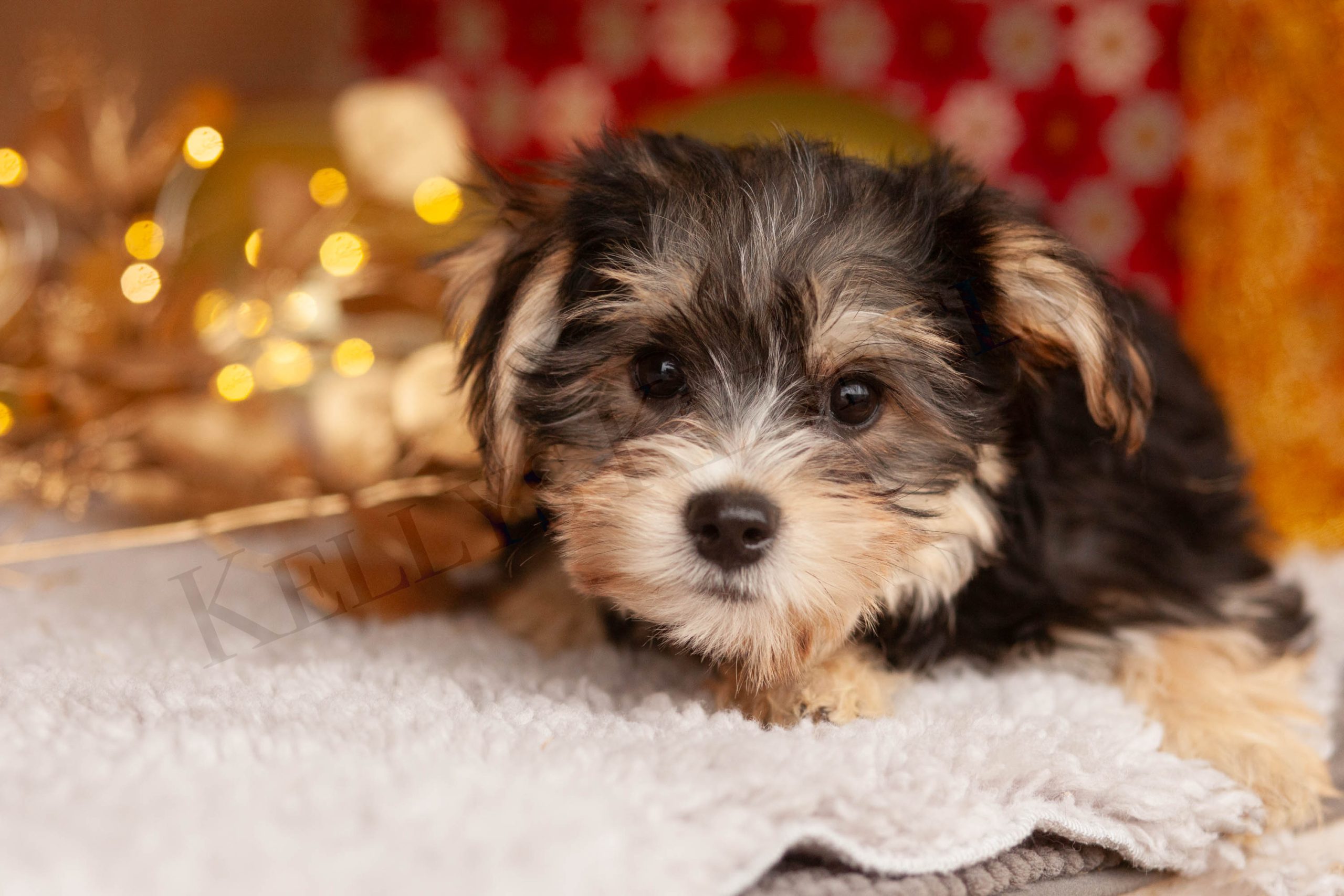 Incredible Morkies – Kellys Kennels